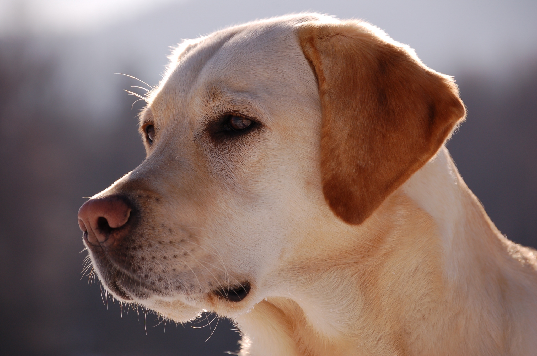 Le labrador retriever - fiche santé - Aquivet Clinique Vétérinaire Le labrador retriever - fiche santé - Aquivet Clinique Vétérinaire