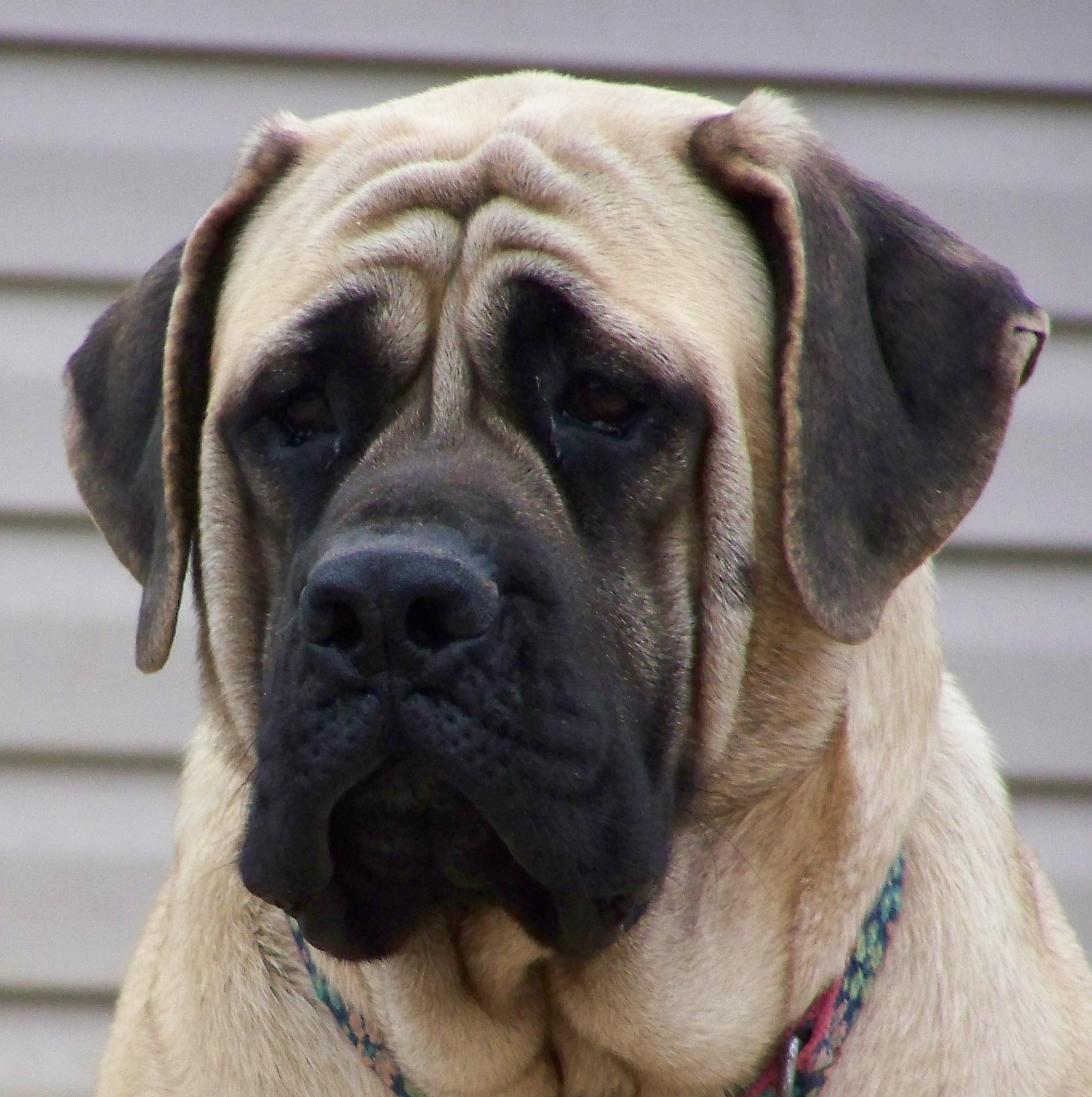 Le Mastiff Fiche Sant Aquivet Clinique V t rinaire