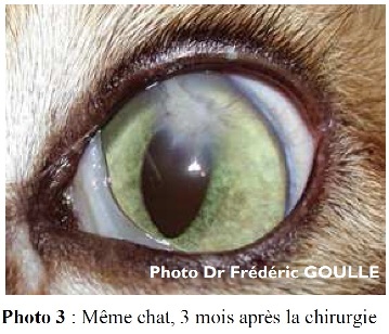 Greffe cornéenne de biomatériaux chez le chien et le chat - Aquivet ...